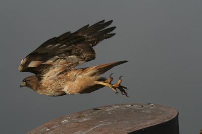 Two days in the wonderful world of raptors | Islands' Weekly