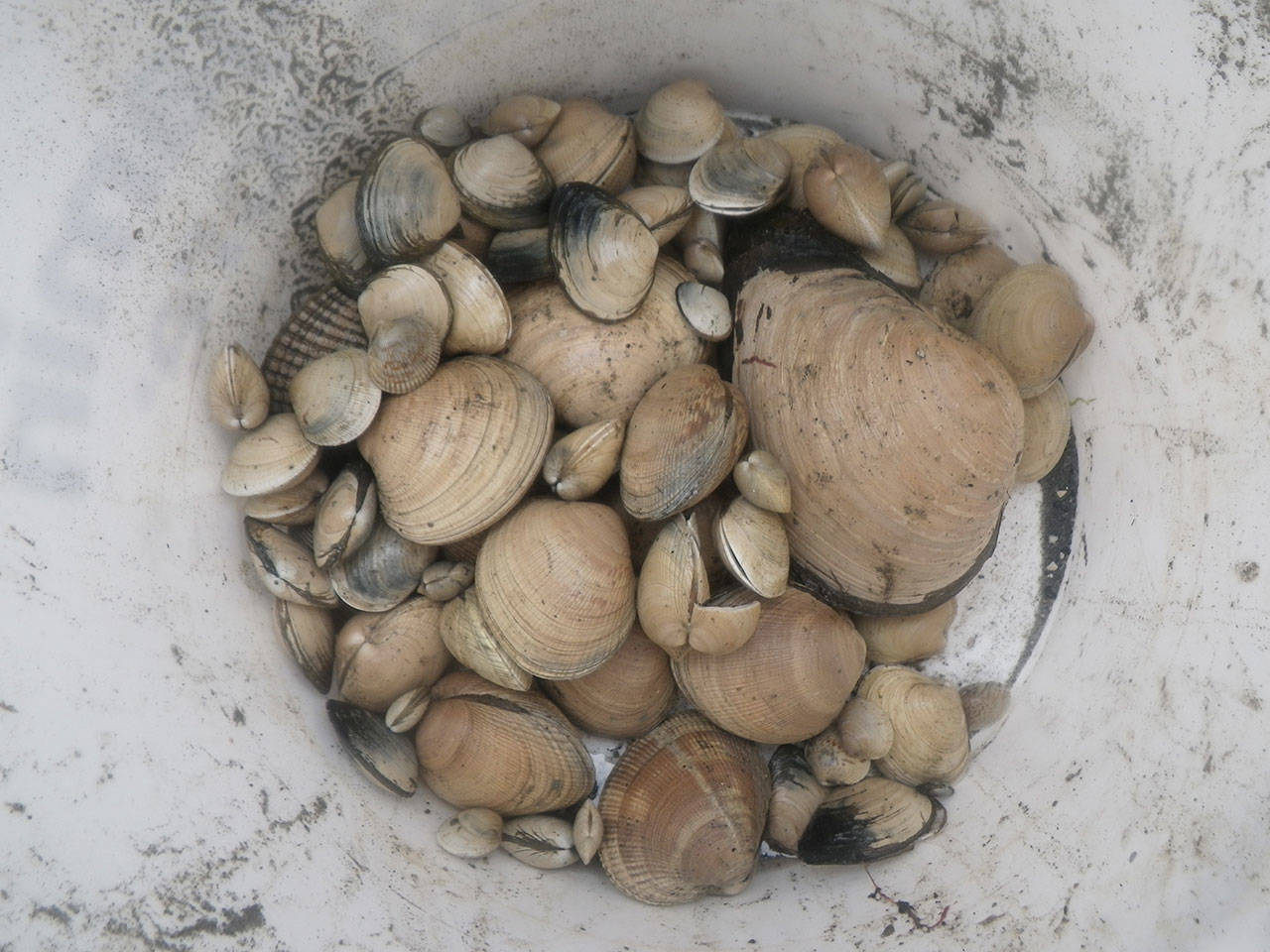 Soapy clams raise concerns for island ecosystems | Islands' Weekly