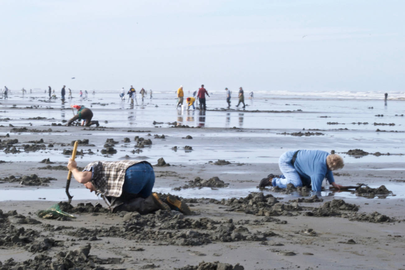 Razor’s edge: The Washington razor clam phenomenon | Islands' Weekly