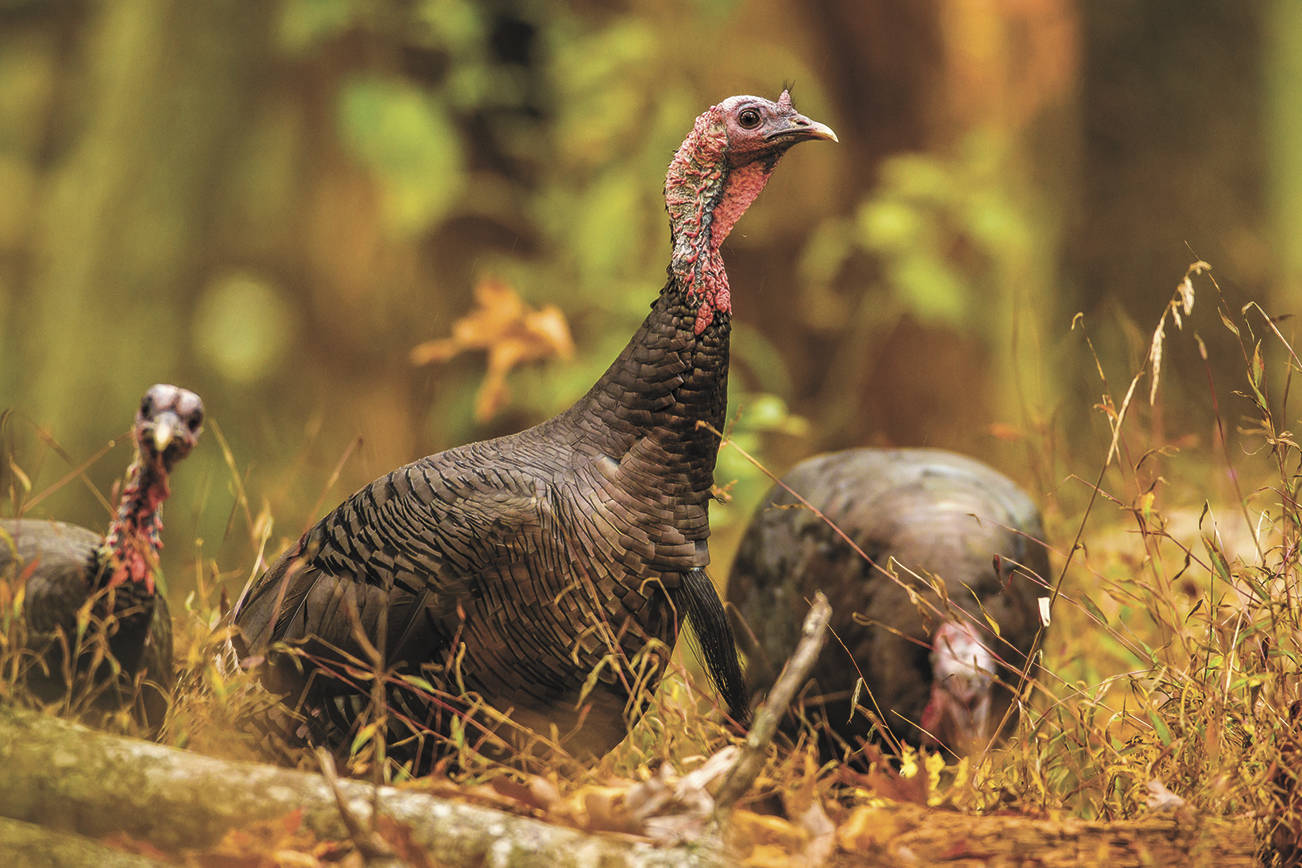 San Juan’s wild turkeys remembered | Islands' Weekly