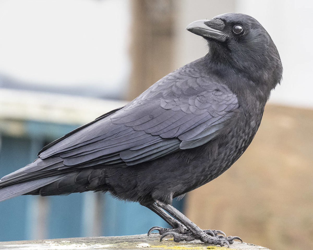 Crows are smart, in life and love | Islands' Weekly