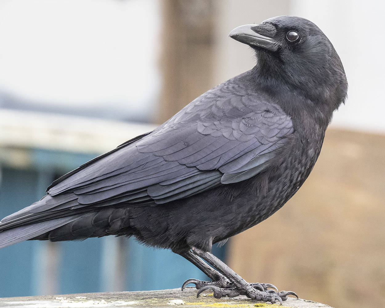 Crows are smart, in life and love | Islands' Weekly