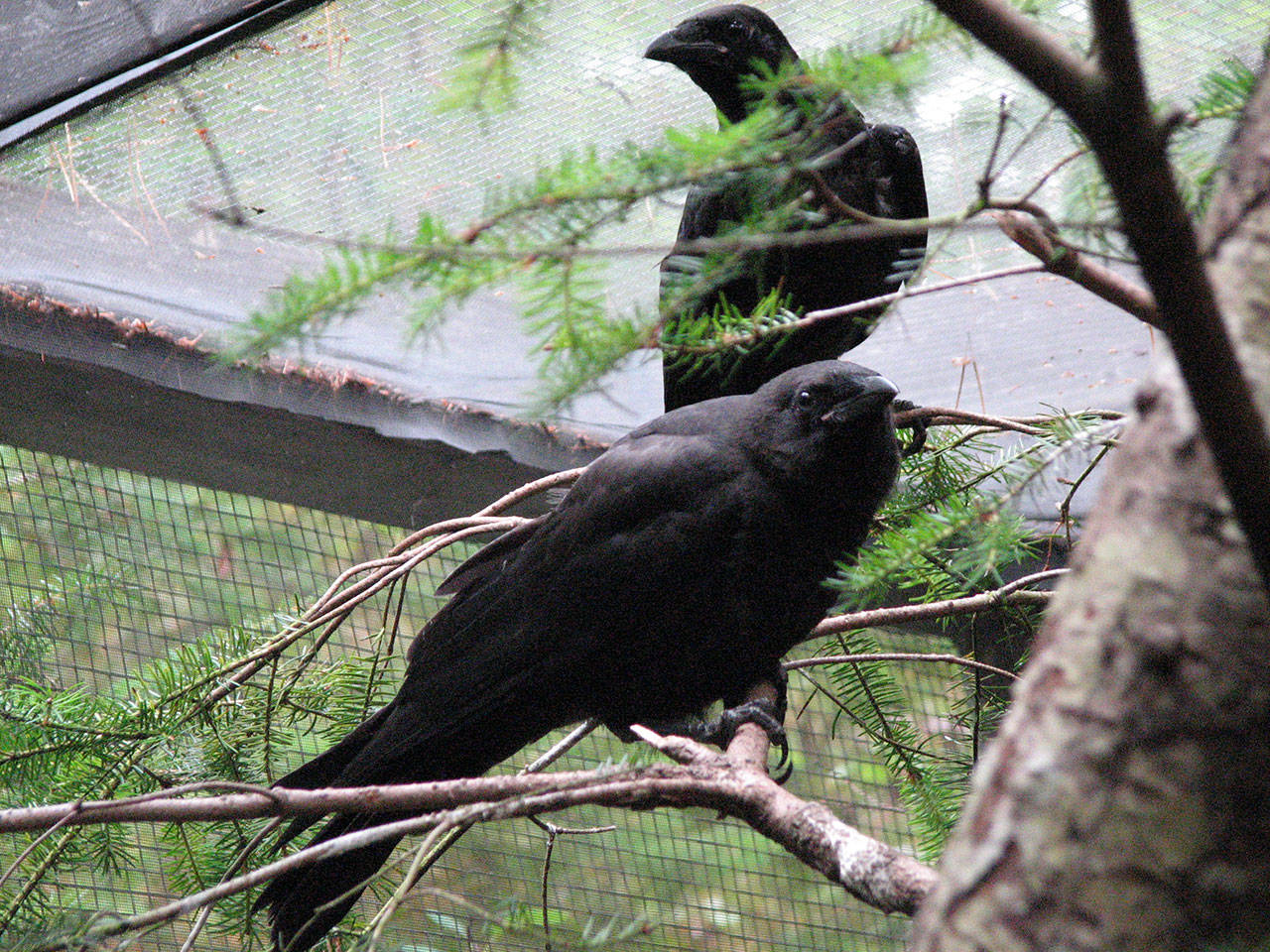Crows are smart, in life and love | Islands' Weekly