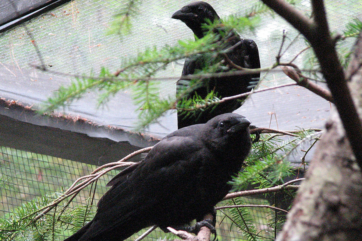 Crows are smart, in life and love | Islands' Weekly