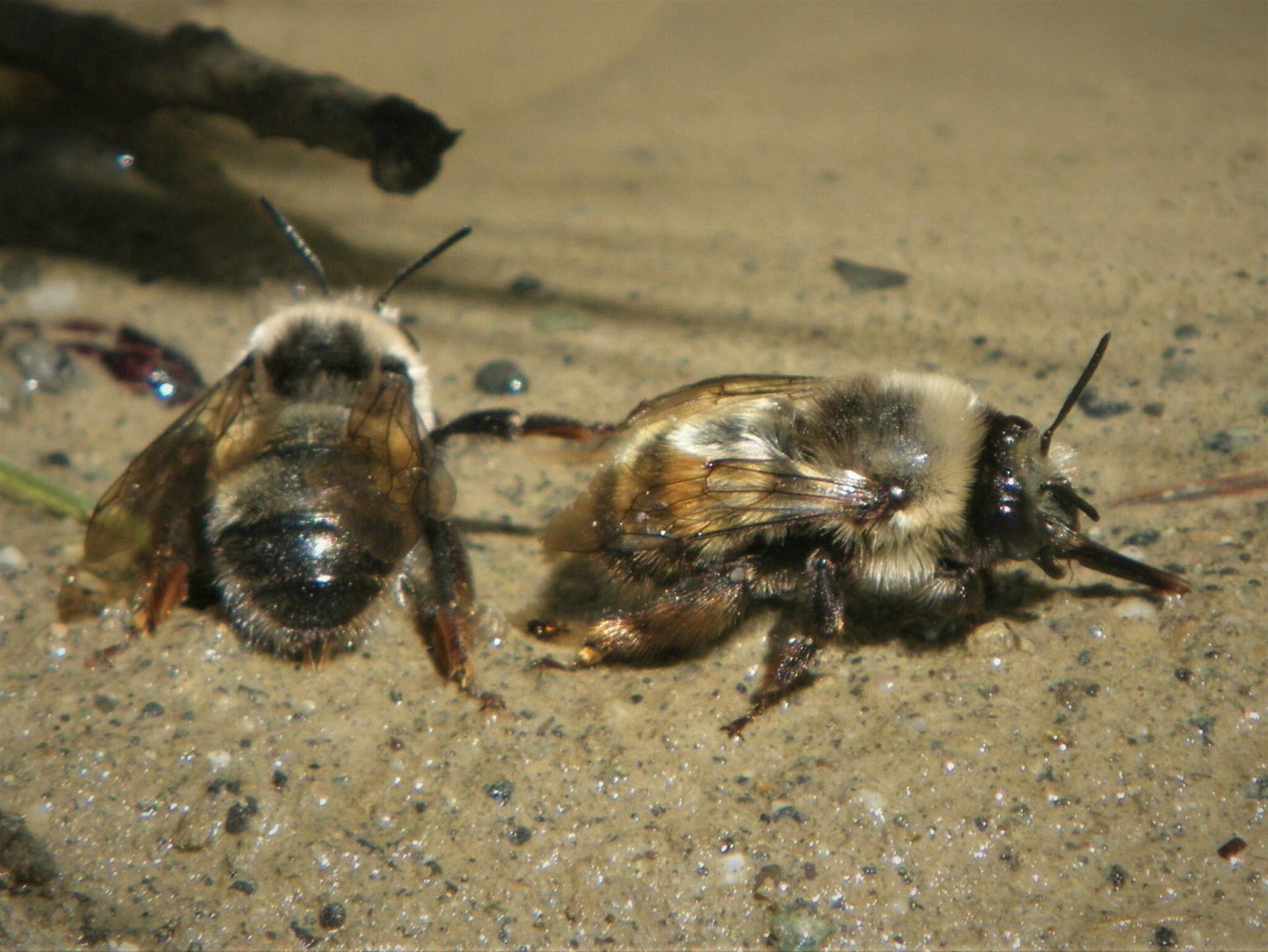 These bees really dig the seashore! | Islands' Weekly