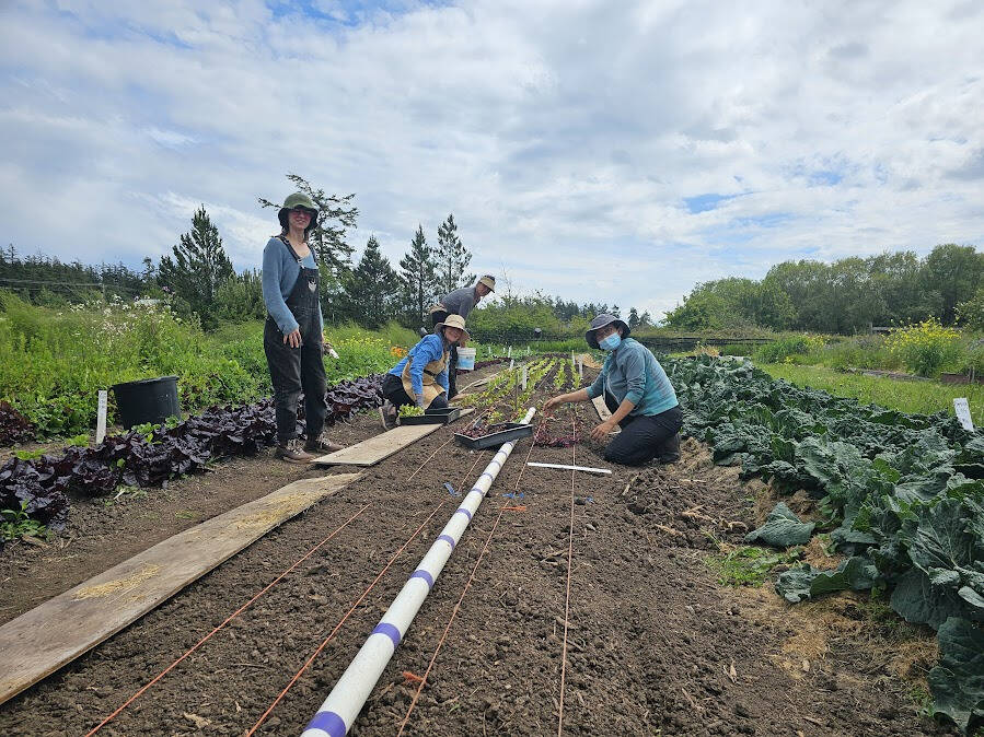 Grow food, grow community at the Sweetbriar Farm | Islands' Weekly