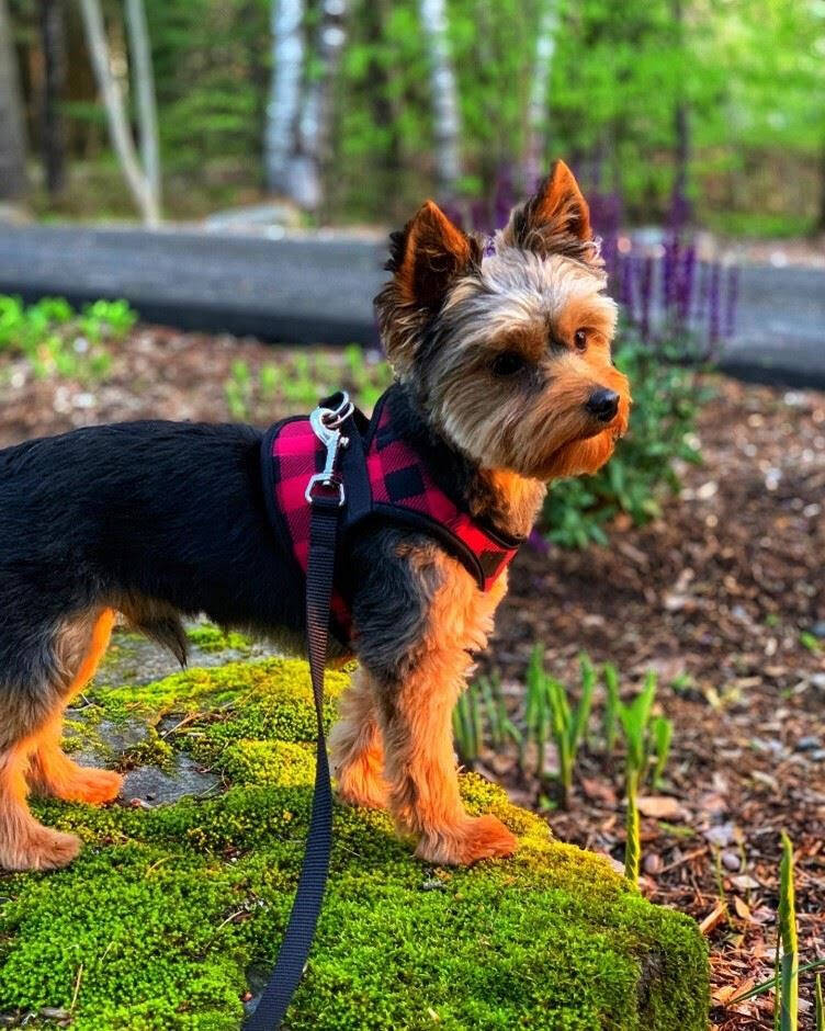 2025 dog licenses now on sale | Islands' Weekly