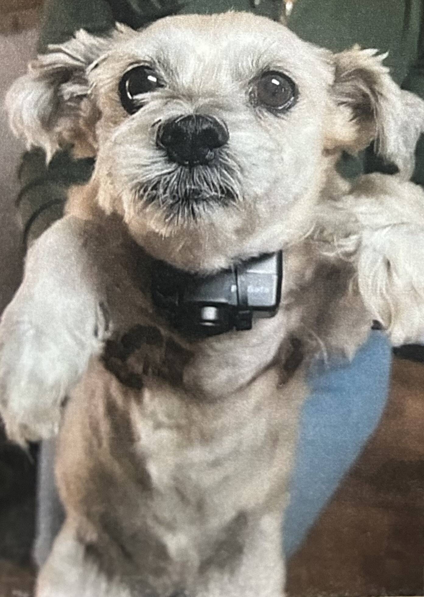 Mayor Jackson exonerated from animal abuse charges | Islands' Weekly