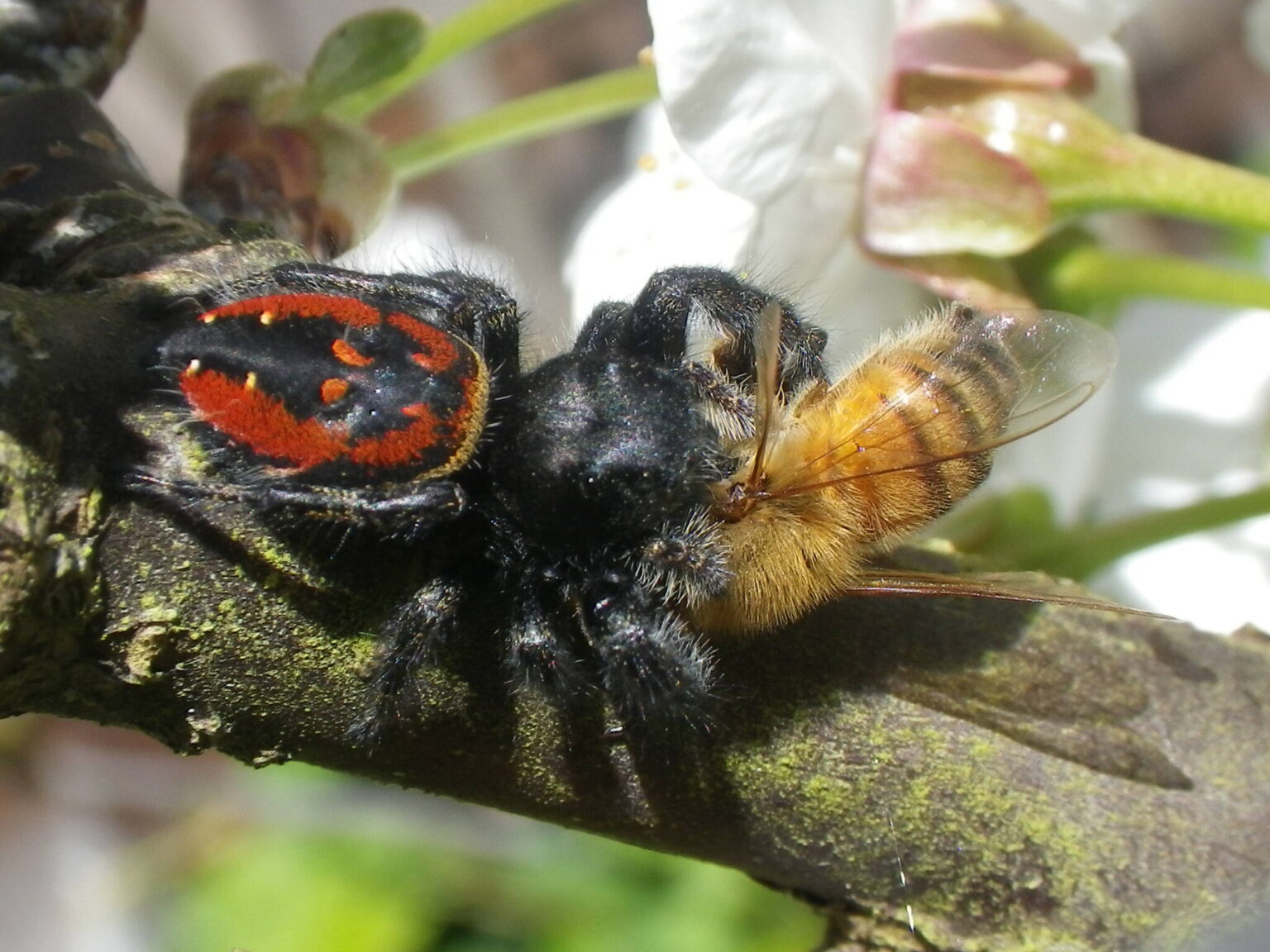 Natural history essay, January 2026: Iridescent dancers | Islands' Weekly