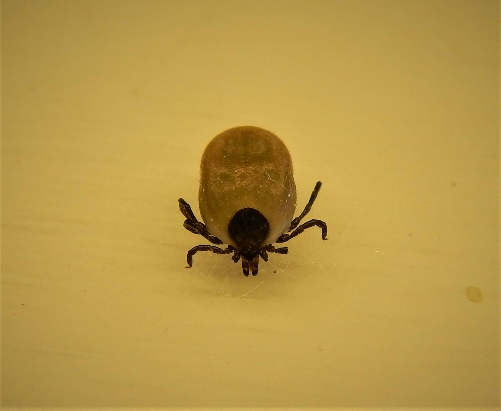 Ticks widespread in the islands, study finds | Islands' Weekly