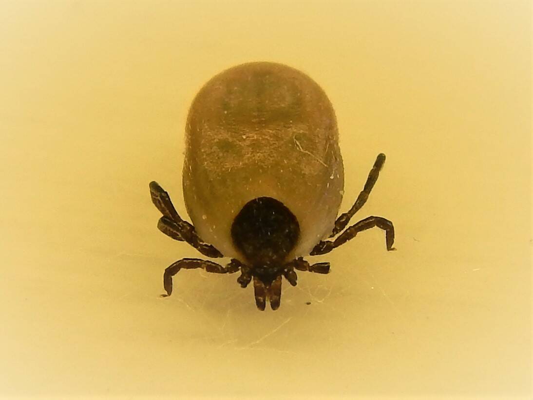 Time to talk about ticks | Islands' Weekly