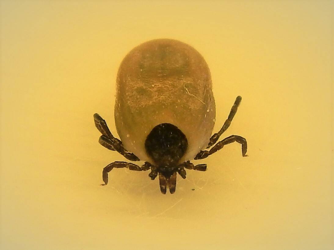 Ticks raise questions and concerns | Islands' Weekly