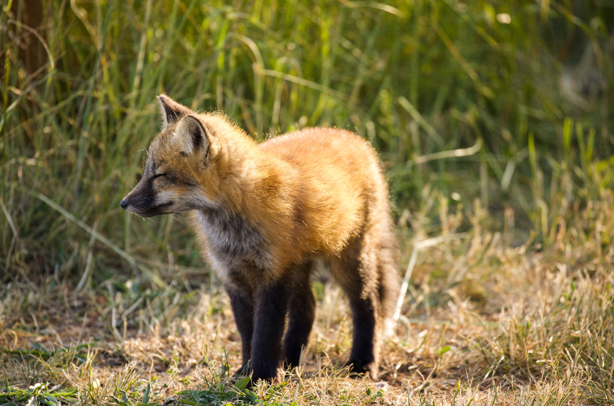 Red foxes on San Juan Island test positive for avian influenza ...