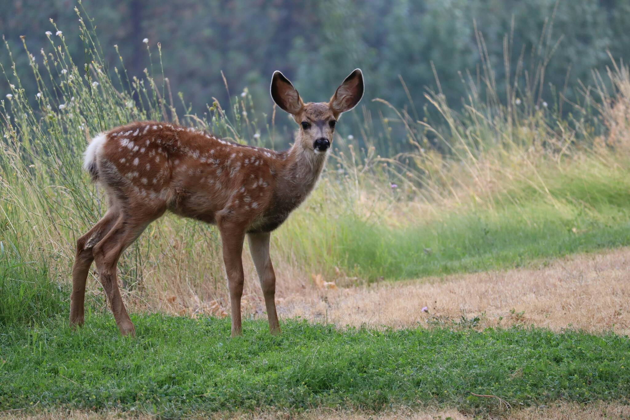 Update on proposal for limited deer hunting on Orcas Island | Islands ...